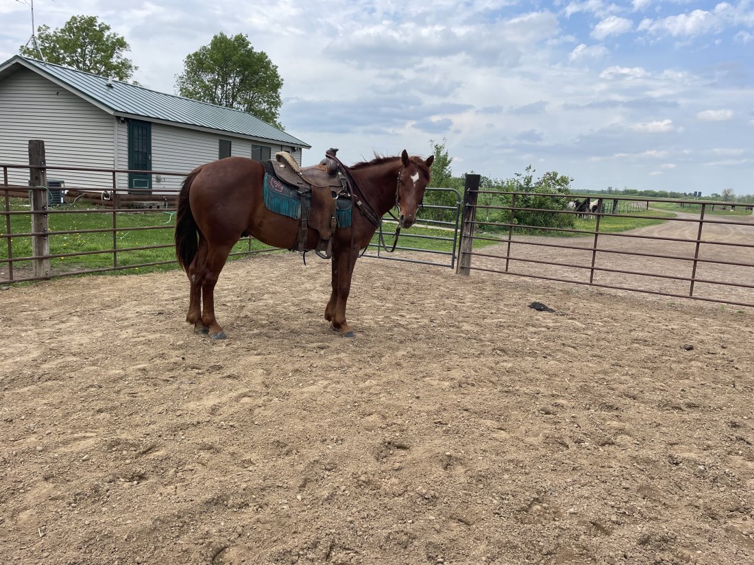 Tuff Enuf Ranch Horses For Sale